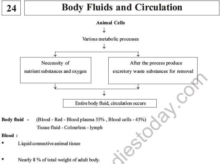 NEET Biology Body Fluids and Circulation MCQs Set B with Answers